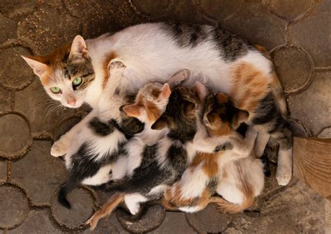 Cuddly Kitten Day 2026 When It Is And How To Celebrate Hepper Pet