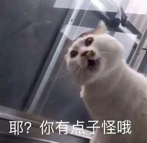 猫猫表情包 高清图片，堆糖，美图壁纸兴趣社区