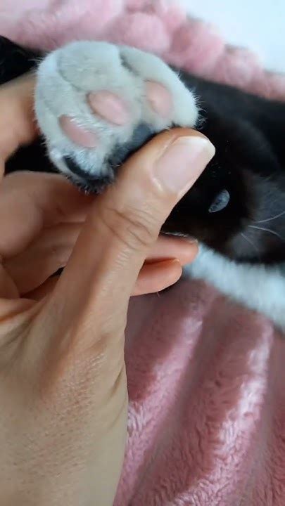 마당냥 곰이 꿀잠중 곰발바닥 메롱 Youtube