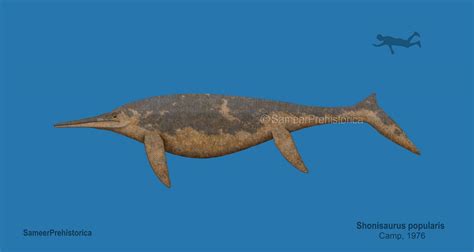 Shonisaurus Size By Sameerprehistorica On Deviantart