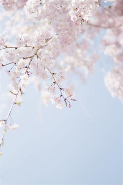 Spring Aesthetic Wallpapers Top Free Spring Aesthetic Backgrounds WallpaperAccess