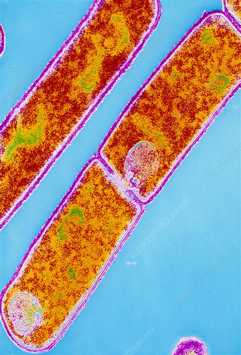 Bacillus Subtilis Bacteria In Cell Division Stock Image B220 0532 Science Photo Library