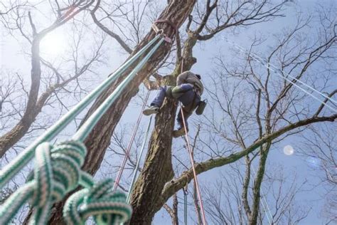 How To Climb A Tree Without Spikes A Beginner S Guide ReviewsRebel