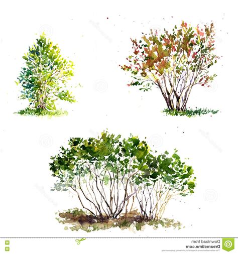 Watercolor Bushes At Getdrawings Free Download