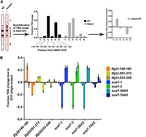 Figure 1 From Relationships Of Rna Polymerase Ii Genetic Interactors To
