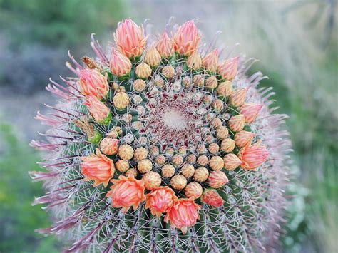 Flowers In An Unexpected Place Photograph By Katie Dobies Fine Art