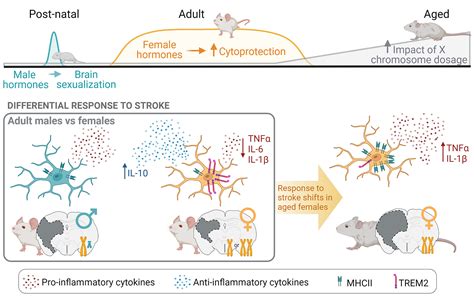 Sex Differences In Poststroke Inflammation A Focus On Microglia Across The Lifespan Stroke