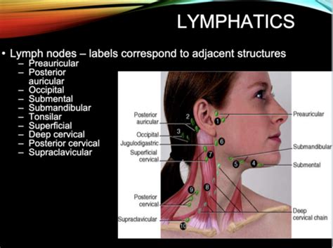 Fundamentals Midterm Flashcards Quizlet