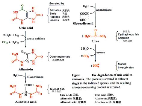 Ppt Nucleotide Metabolism Powerpoint Presentation Free Download Id