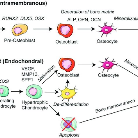 Pathways Of Bone Formation During Development A Intramembranous Download Scientific Diagram