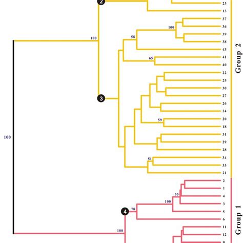 Dendrogram Of P Villosa Generated By Unweighted Pair Group Method Download Scientific Diagram