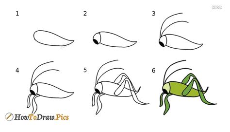 Easy And Cute Grasshopper Drawing Ideas Drawing Photos
