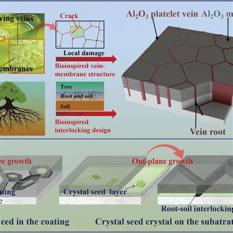 Design And Fabrication Of Veinmembrane Al2o3 Coating A High Tolerant