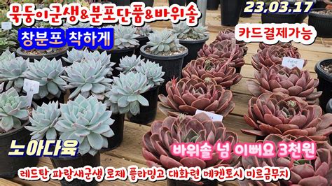 노아다육4묵둥이군생창다육분포바위솔묵둥이군생많이입고미르금무지스마일 대화련 메켄토시로즈바위솔갤럭시바위솔에드워드 Youtube