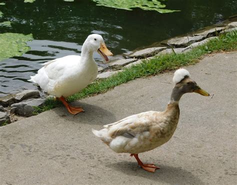 Crested Ducks Ducks Breed Information Omlet