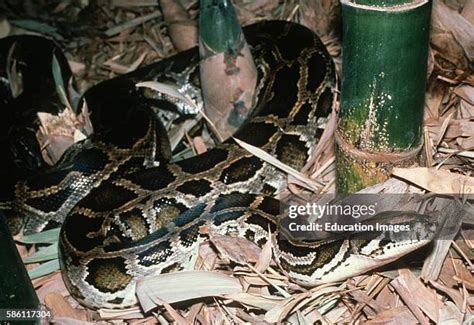 Giant Python Photos And Premium High Res Pictures Getty Images