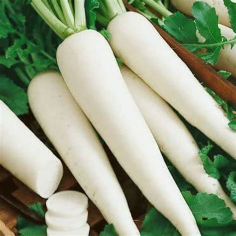 Radish White Seeds Grow Crisp And Nutritious White Radishes Moji Mall
