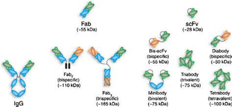 Schematic Representation Of Different Antibody Formats Reproduced With