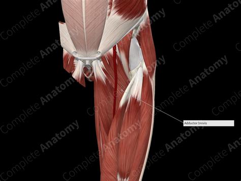 Adductor Brevis Complete Anatomy