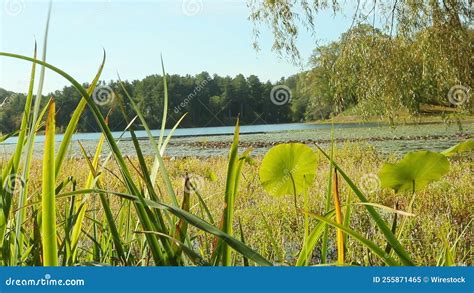 Brown Grass In The Field Getting Blown By The Wind Stock Video Video