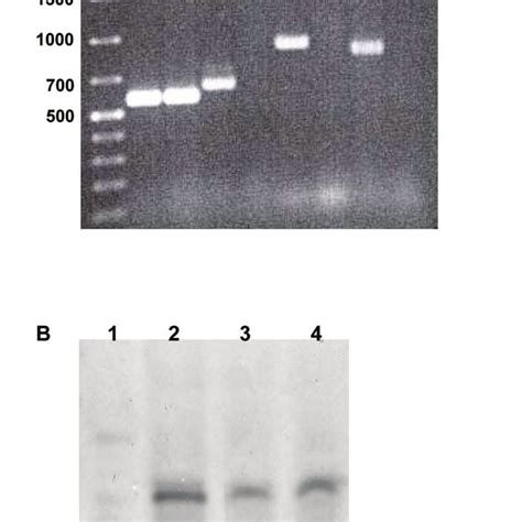 Protease Activity Assay A Azocasein Assay With 30 Mg Of Ammonium