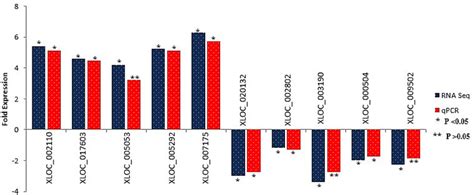 Real Time Quantitative Pcr Qpcr Validation Of High Throughput