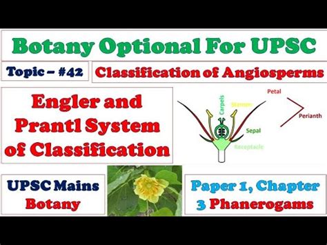 Engler And Prantl System Of Classification Angiosperm Taxonomy