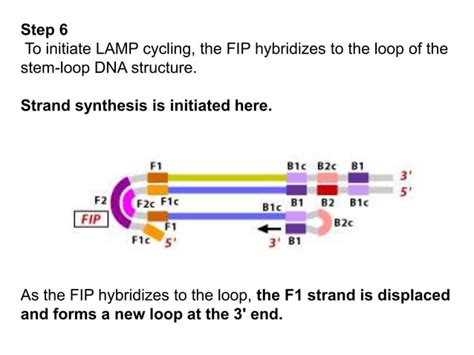 Loop Mediated Isothermal Amplification Ppt