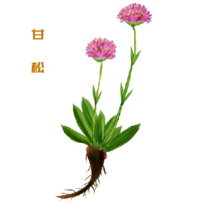 甘松根 ChemicalBook