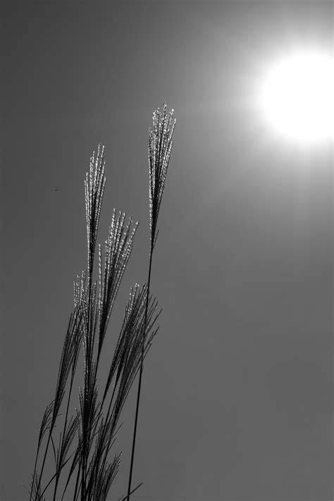 Prata Grama Juncos Plantas Foto Gratuita No Pixabay Pixabay