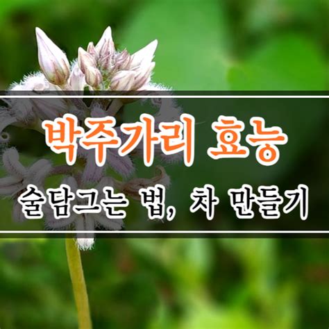 박주가리 효능과 술 담는법 알아보자