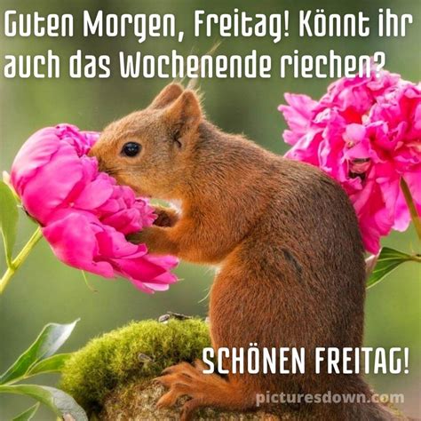 Guten Morgen Bild Freitag Eichhörnchen Und Blume