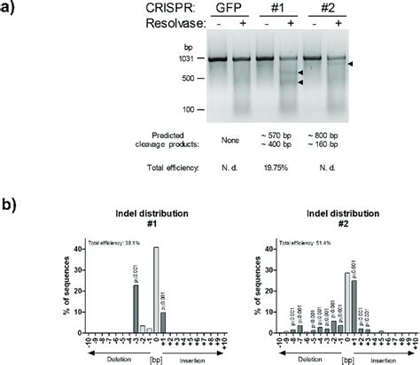 Pcr Based Analysis Of Spry1 Gene Mutations A Pcr Based Mutation Download Scientific Diagram