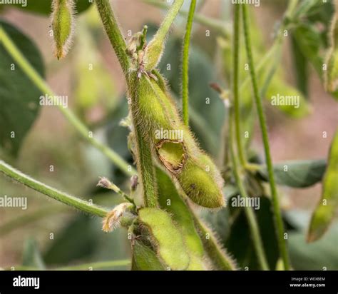 Soybean Seedling Insects At Ivan Mcgowan Blog