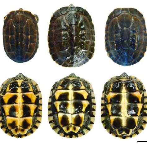 Adult Female Malayemys Subtrijuga At A Local Restaurant In Kampong Thom Download Scientific