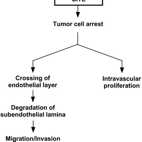 The Sequence Of Events Leading To Metastasis Formation Schematic
