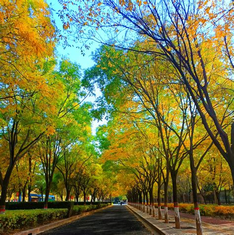 深秋季节素材 深秋季节模板 深秋季节图片免费下载 设图网
