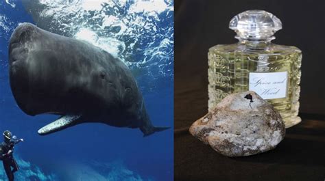 Omg Your Perfume Contains Whale Vomit
