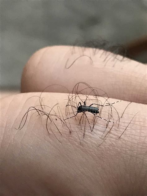 Mosquito Specie Identification Classification Model By Myimageidentification