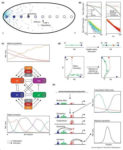 Modeling The Blastoderm Embryo A Models Of Morphogen Gradient