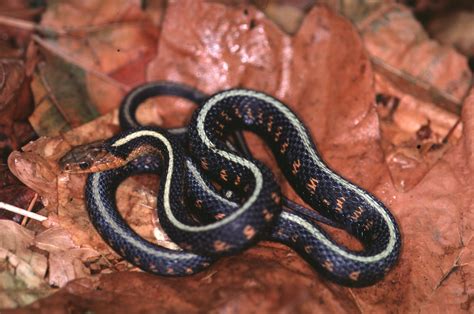 Sex Linkage And Adaptive Evolution Research Communities By Springer Nature