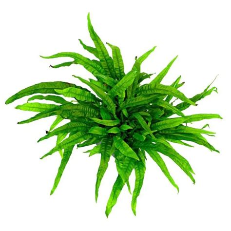 Microsorum Pteropus Pe Aquarium Crystal