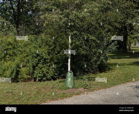 Tree With A Watering Bag In A Park The Sack Is Releasing Water Slowly Gardeners Use This