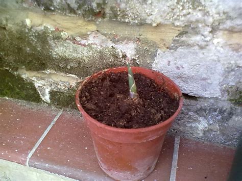 Rachel The Gardener Ginger Can You Grow It In The Uk