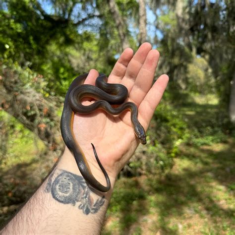 Water Python For Sale Otw Exotics