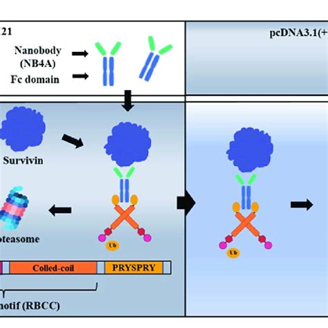 Schematic Of Ubiquitination Targeting Survivin In Cancer Cells The Download Scientific Diagram