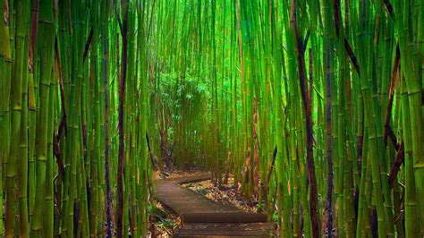 300 Bamboo Backgrounds