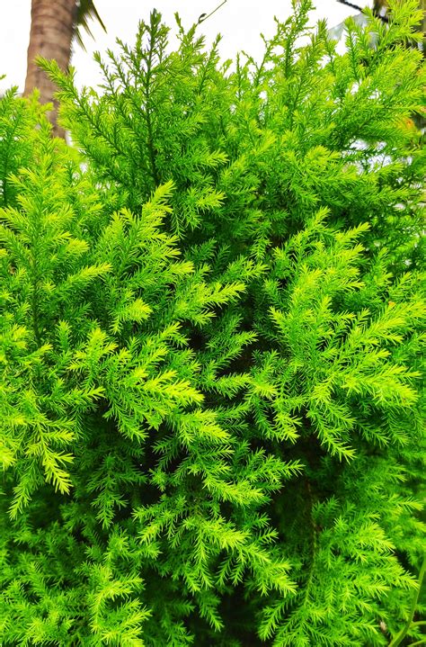 Bunch Of Greenery Grass Pixahive