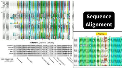 Sequence Alignment Definition Types Tools Applications Biology Notes Online
