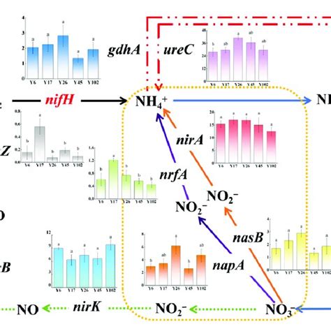 Nitrogen Cycling Processes And Abundance Of Corresponding Functional